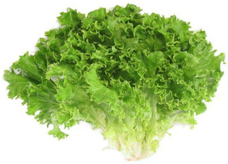 Lollo Rosso Lettuce